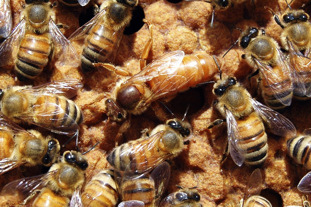 Bienenkönigin (fast) geschenkt › BILLION BEES